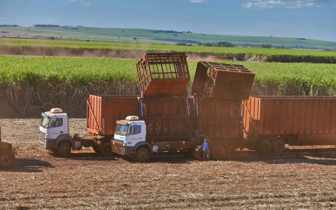 BNDES okays funding for 40-MW biomass power plant in Brazil