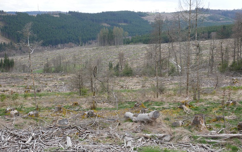 Statkraft plans 12-turbine wind project in German forest